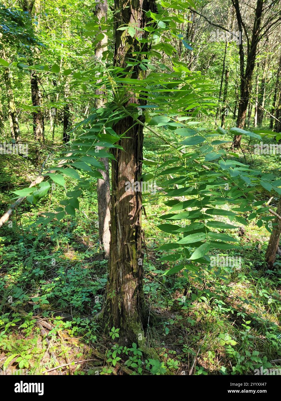 tree-of-heaven (Ailanthus altissima Stock Photo - Alamy