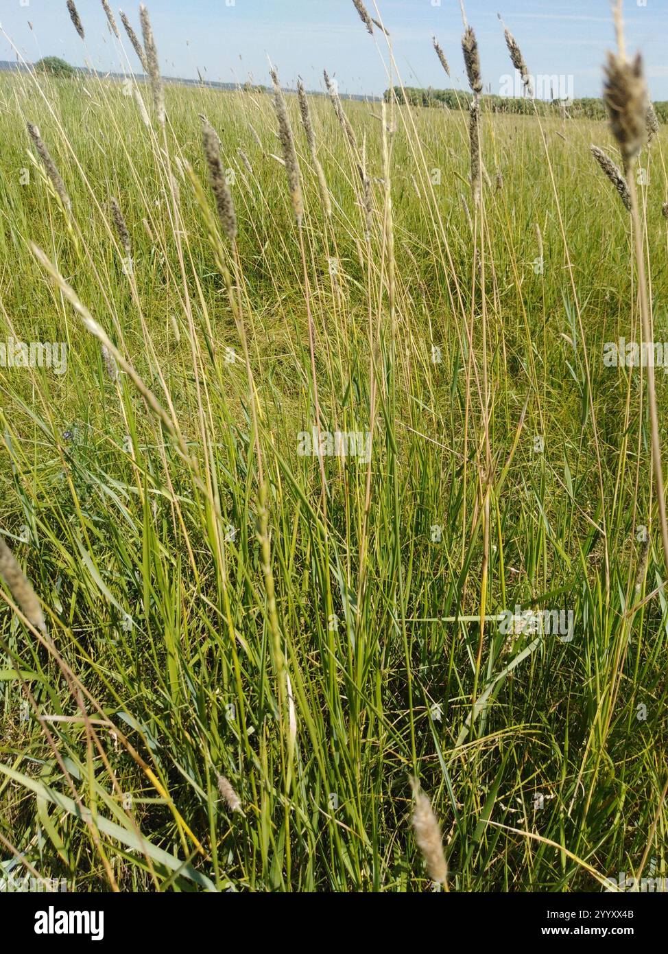 Creeping foxtail hi-res stock photography and images - Alamy