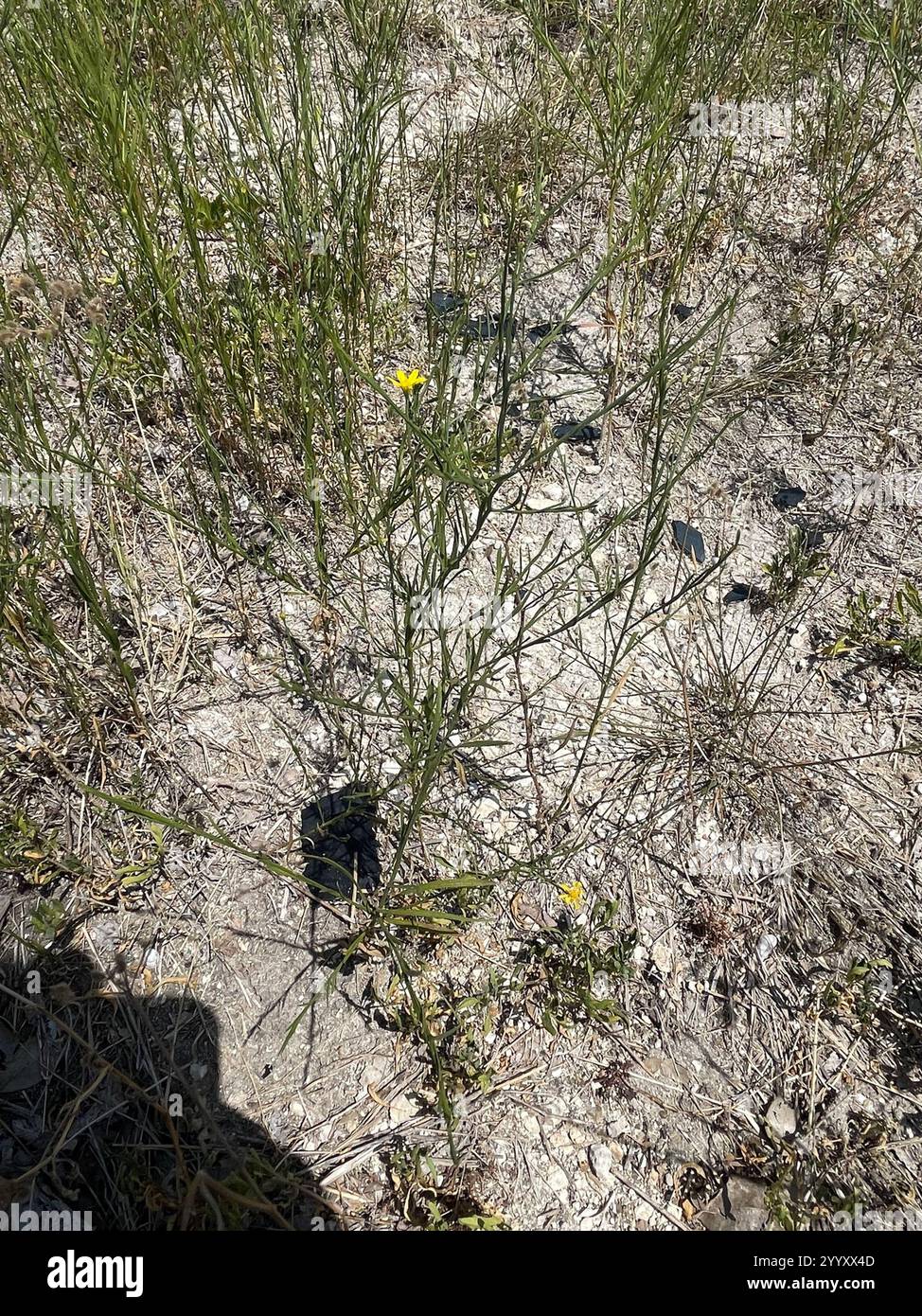 Texas Snakeweed (Gutierrezia texana Stock Photo - Alamy
