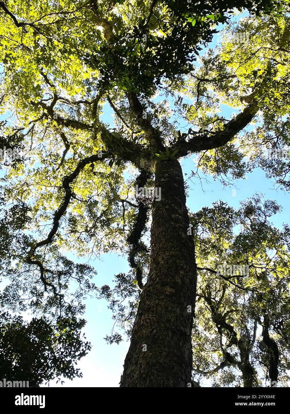 Australian Red Cedar (Toona ciliata Stock Photo - Alamy