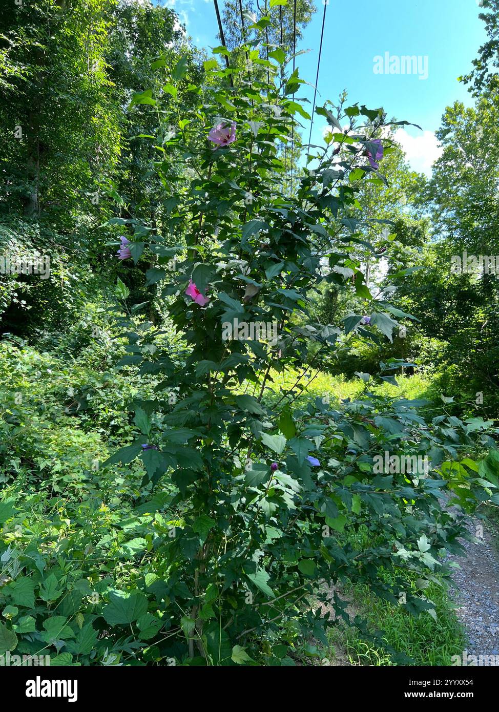 common hibiscus (Hibiscus syriacus Stock Photo - Alamy