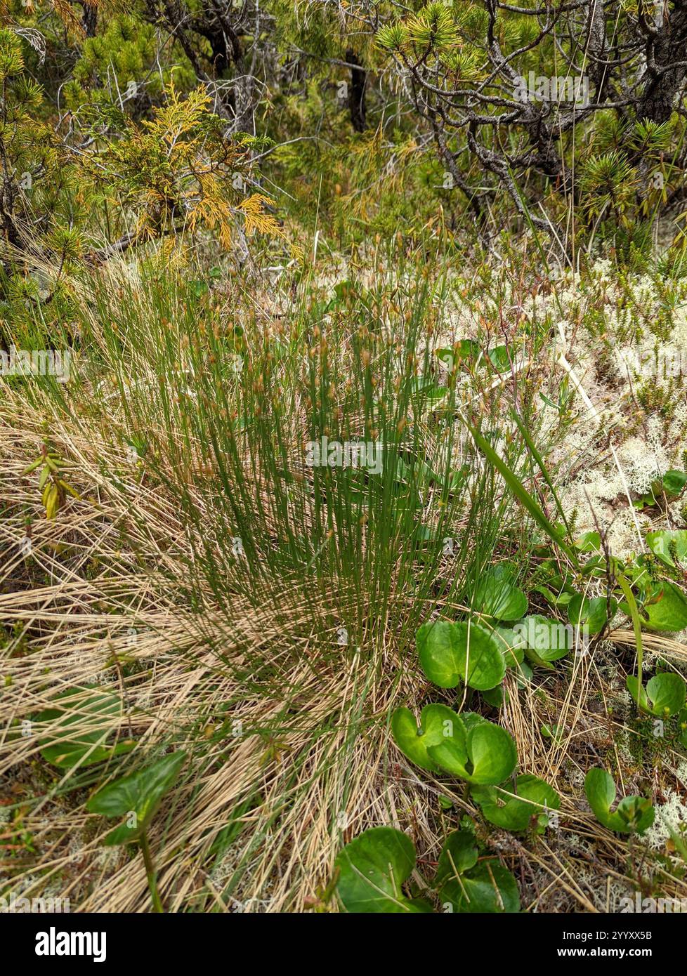 Trichophorum cespitosum hi-res stock photography and images - Alamy