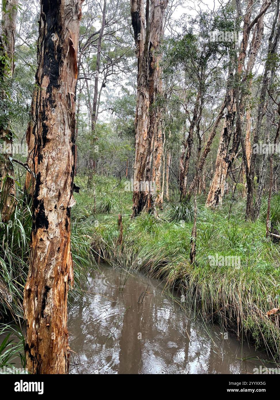 Broad-leaved paperbark (Melaleuca quinquenervia Stock Photo - Alamy
