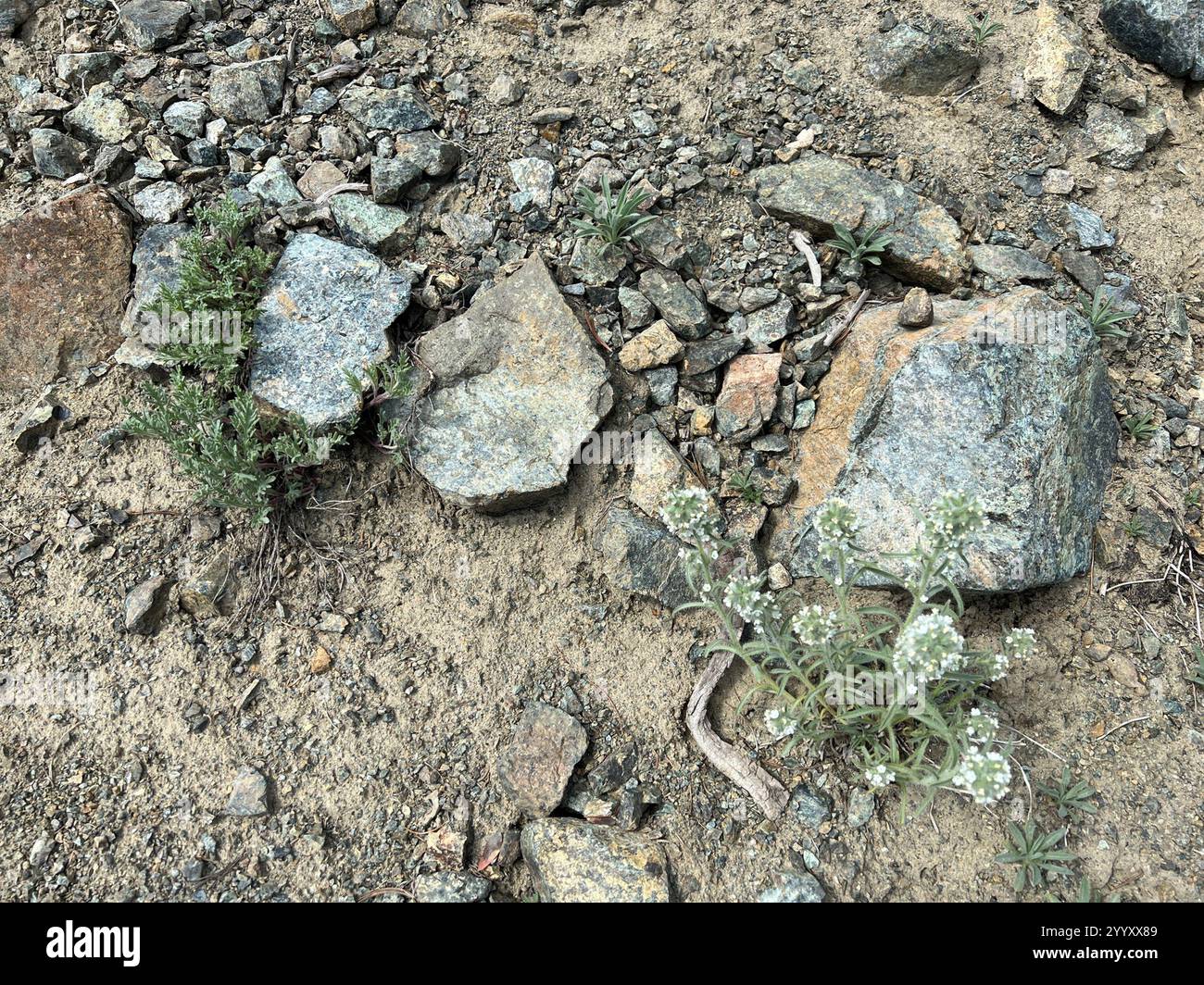 Thompson's Cryptantha (Oreocarya thompsonii Stock Photo - Alamy