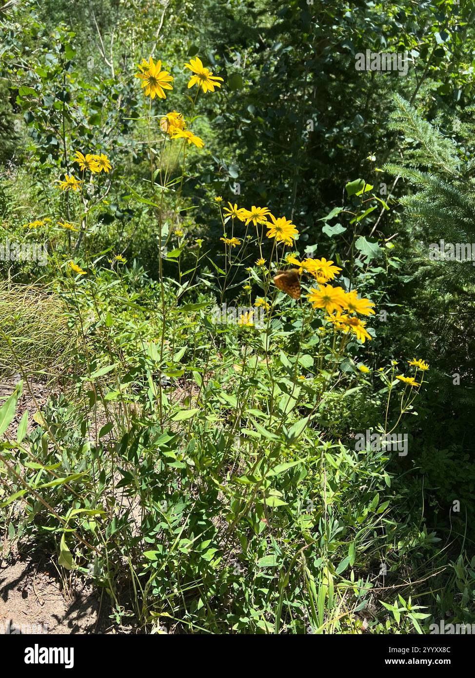 Showy goldeneye hi-res stock photography and images - Alamy