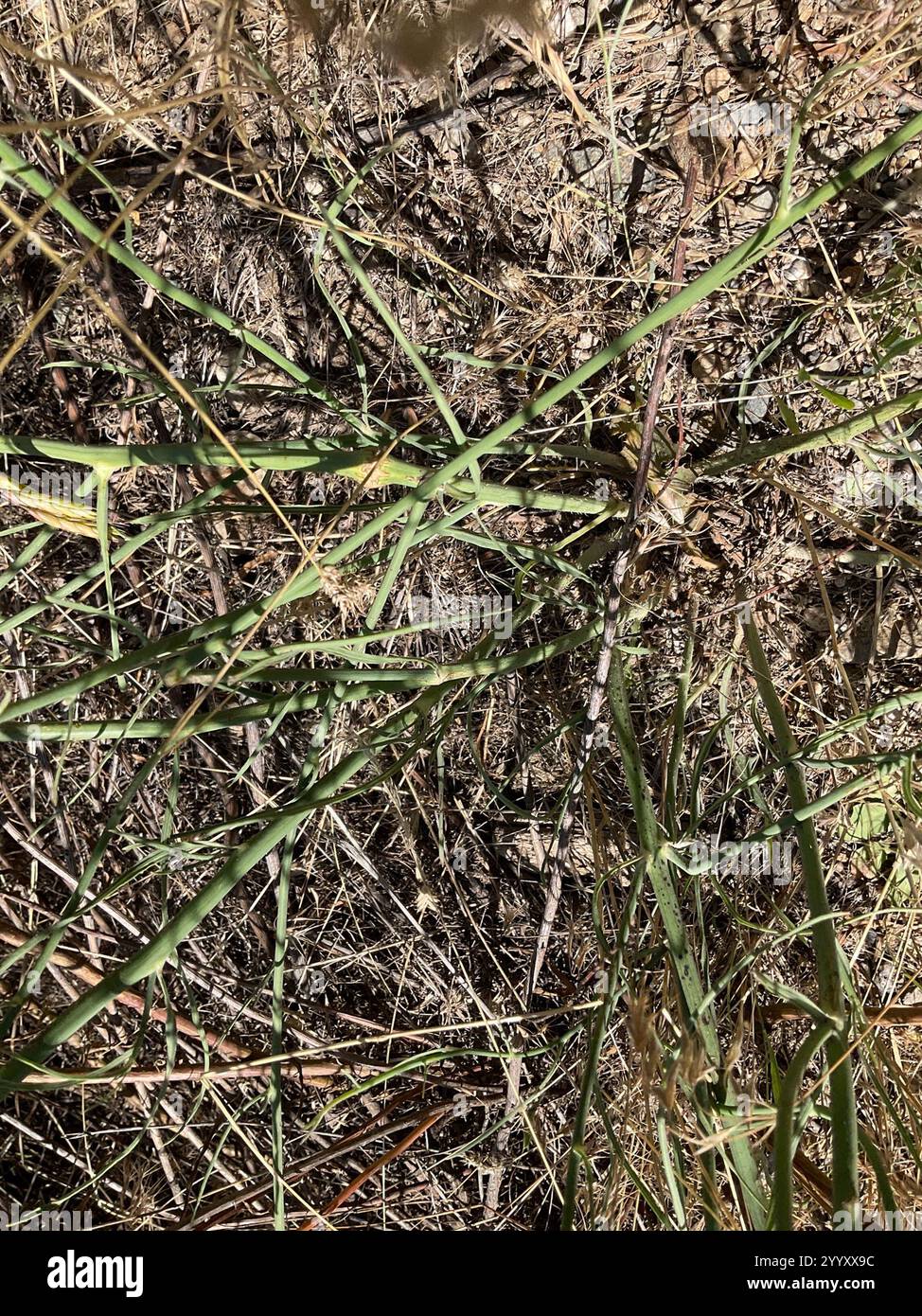 Rush Skeletonweed (Chondrilla juncea Stock Photo - Alamy