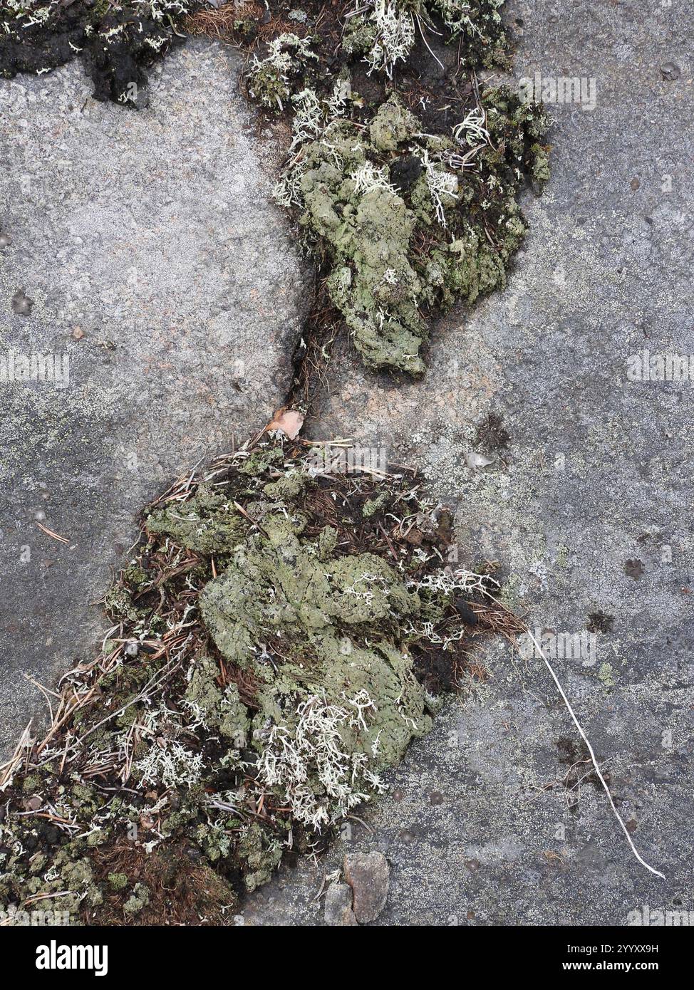 Granular Mottled-disk Lichen (Trapeliopsis granulosa Stock Photo - Alamy