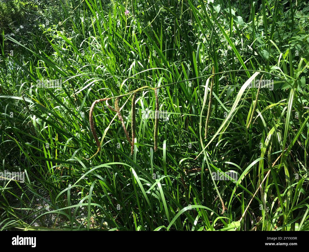 Hanging sedge (Carex pendula Stock Photo - Alamy