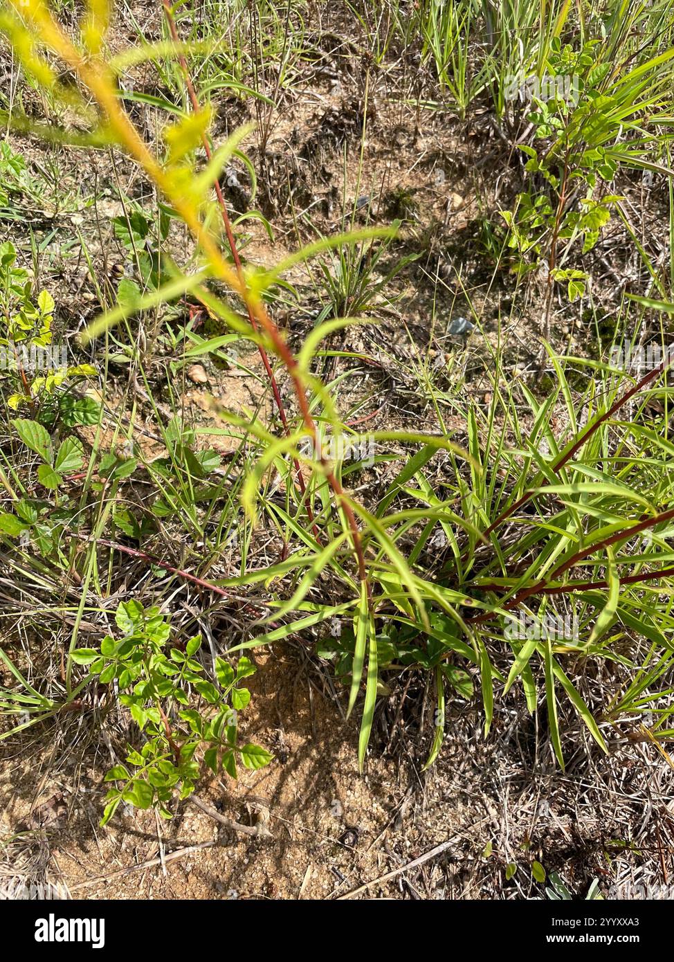 Small's Goldenrod (Solidago pinetorum Stock Photo - Alamy