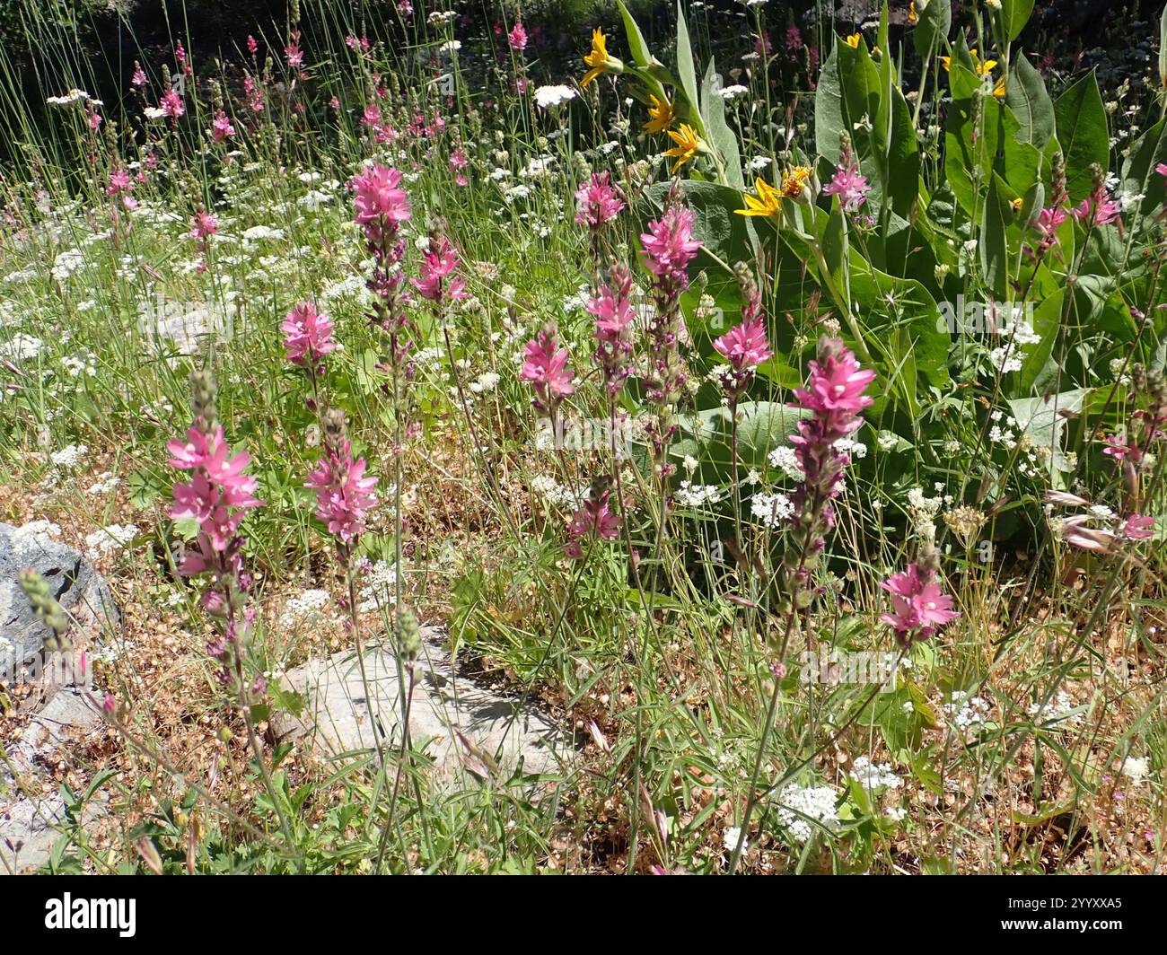 Oregon Checker-mallow (Sidalcea oregana Stock Photo - Alamy