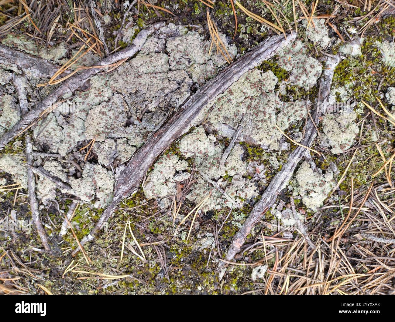 Brown Beret Lichen (Baeomyces rufus Stock Photo - Alamy