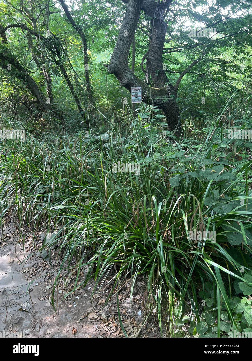 Hanging sedge (Carex pendula Stock Photo - Alamy