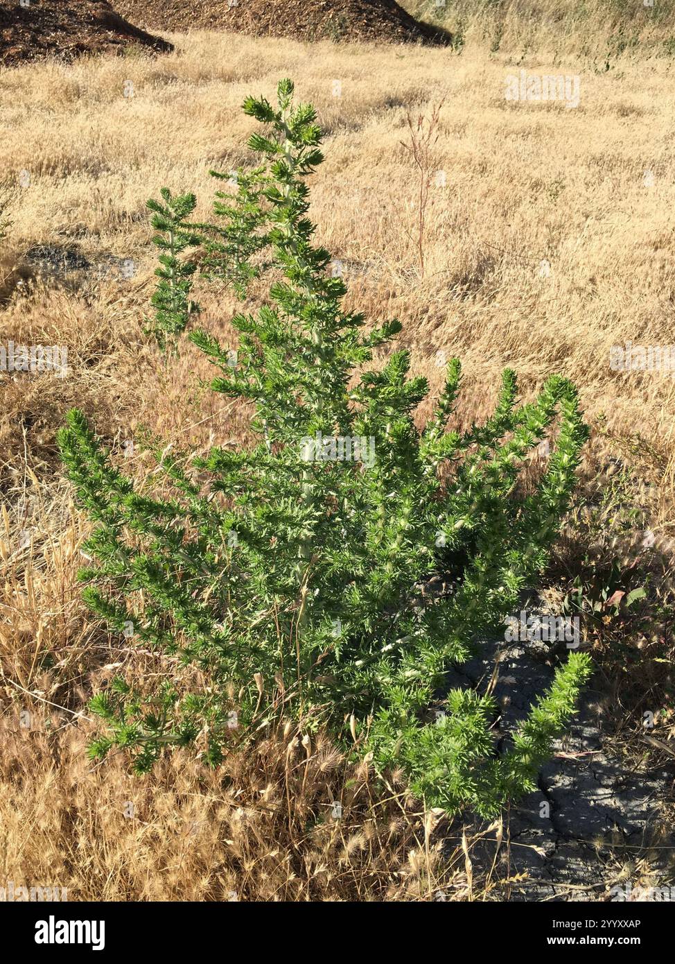 Common Spikeweed (Centromadia pungens pungens Stock Photo - Alamy