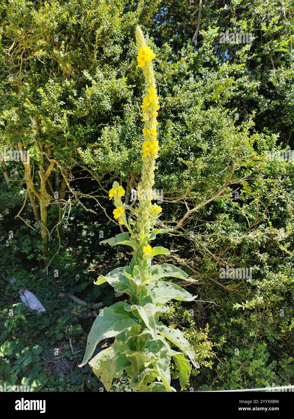great mullein (Verbascum thapsus Stock Photo - Alamy
