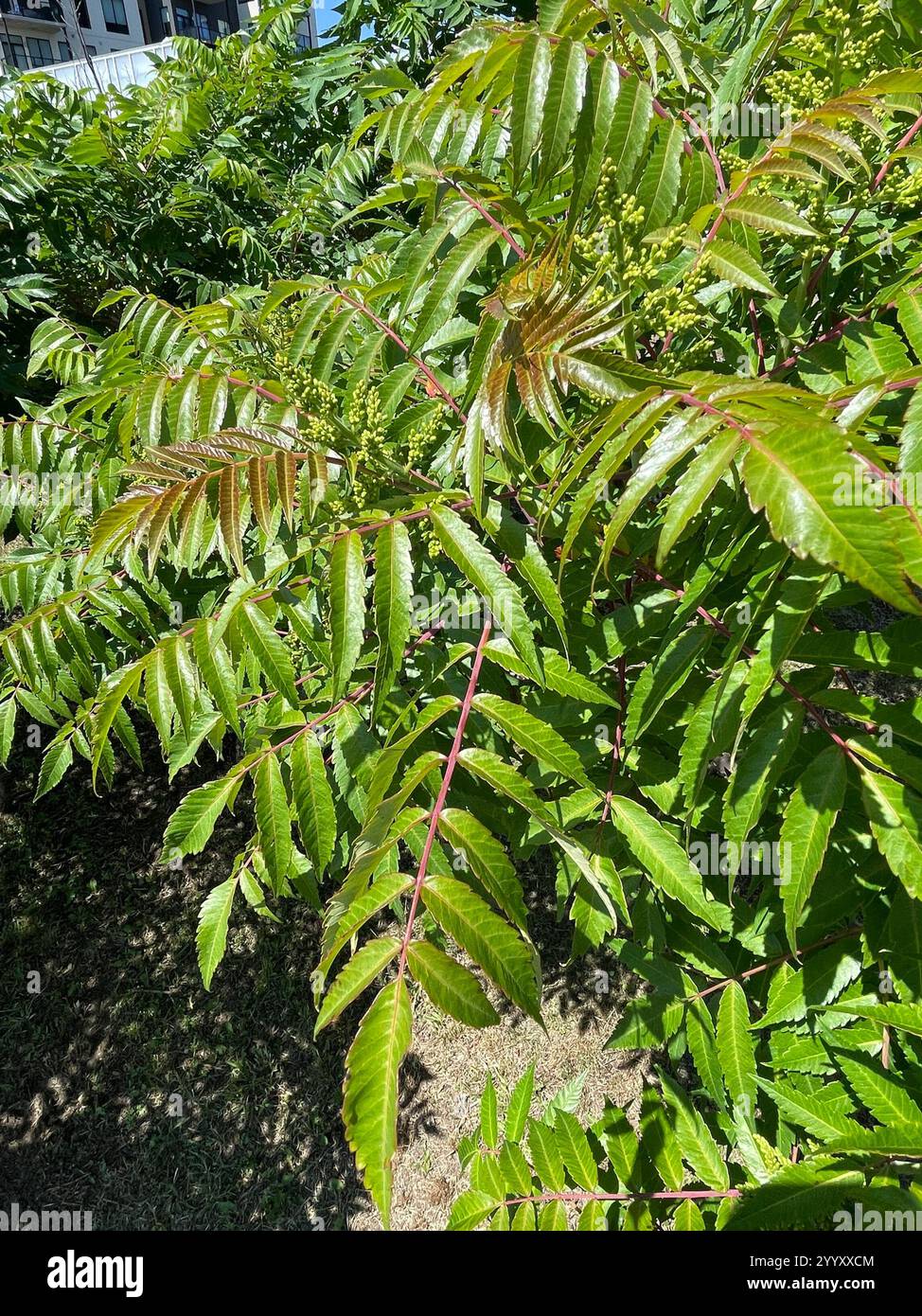 smooth sumac (Rhus glabra Stock Photo - Alamy