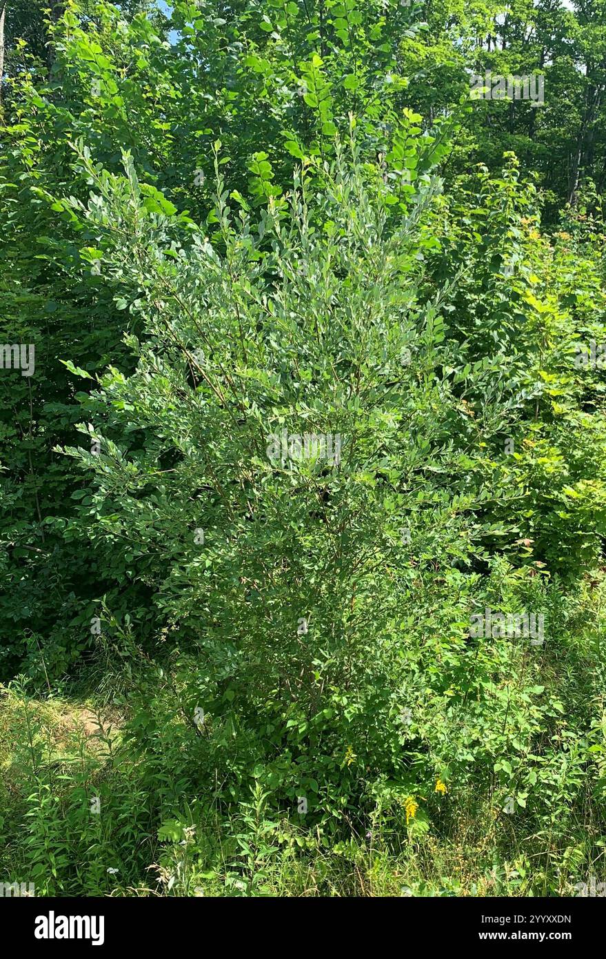 bebb's willow (Salix bebbiana Stock Photo - Alamy