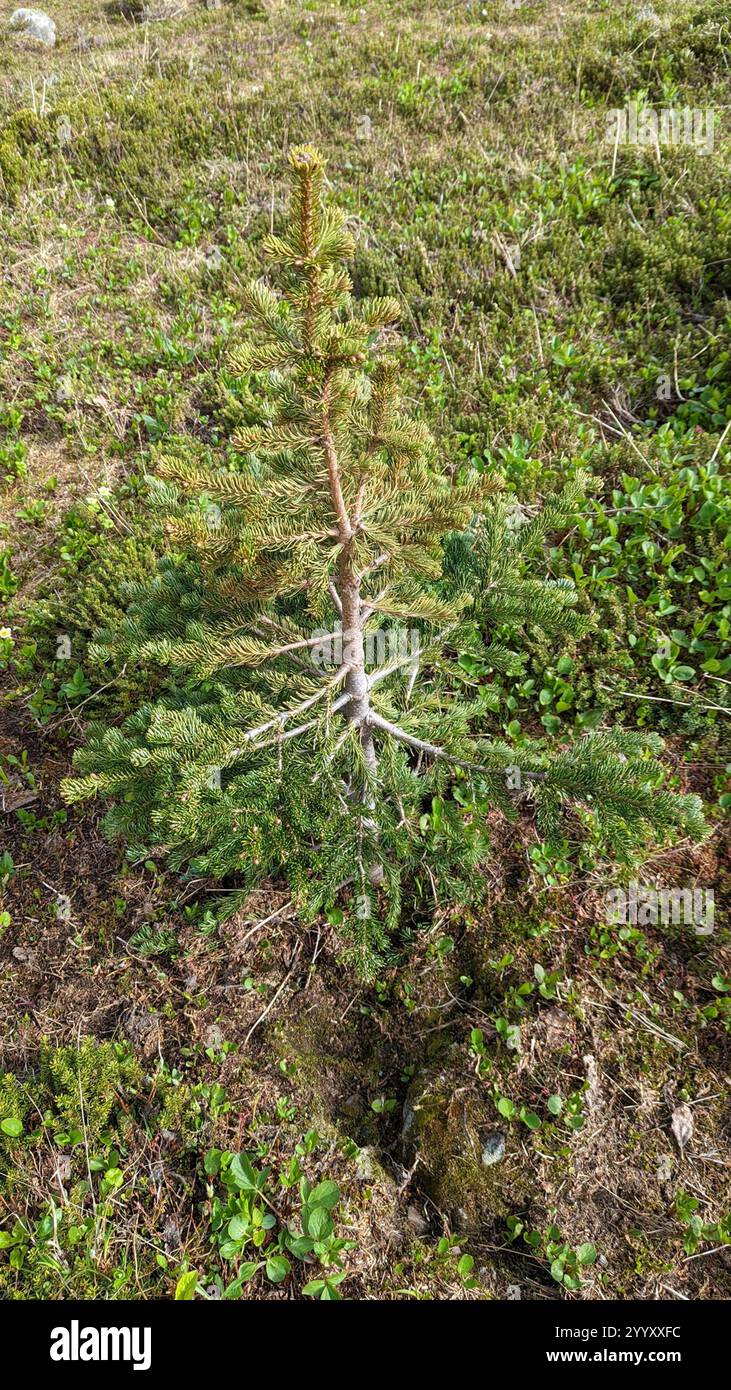 subalpine fir (Abies lasiocarpa Stock Photo - Alamy
