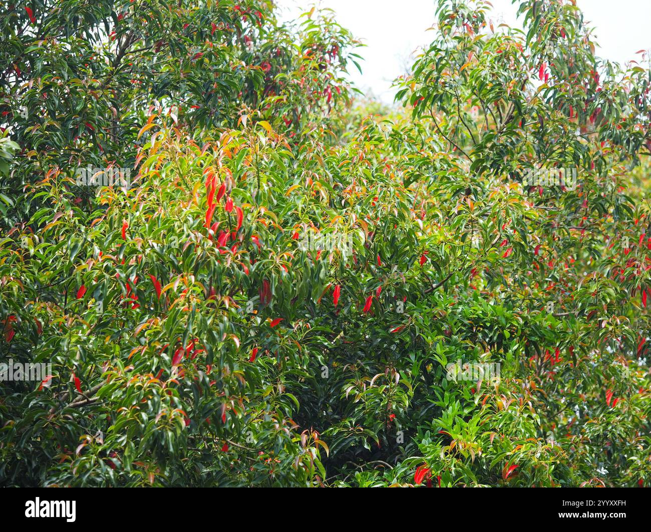 Ceylon olive (Elaeocarpus serratus Stock Photo - Alamy
