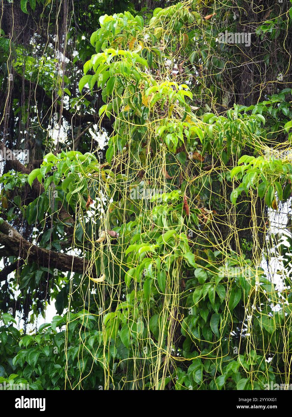 Japanese dodder (Cuscuta japonica Stock Photo - Alamy