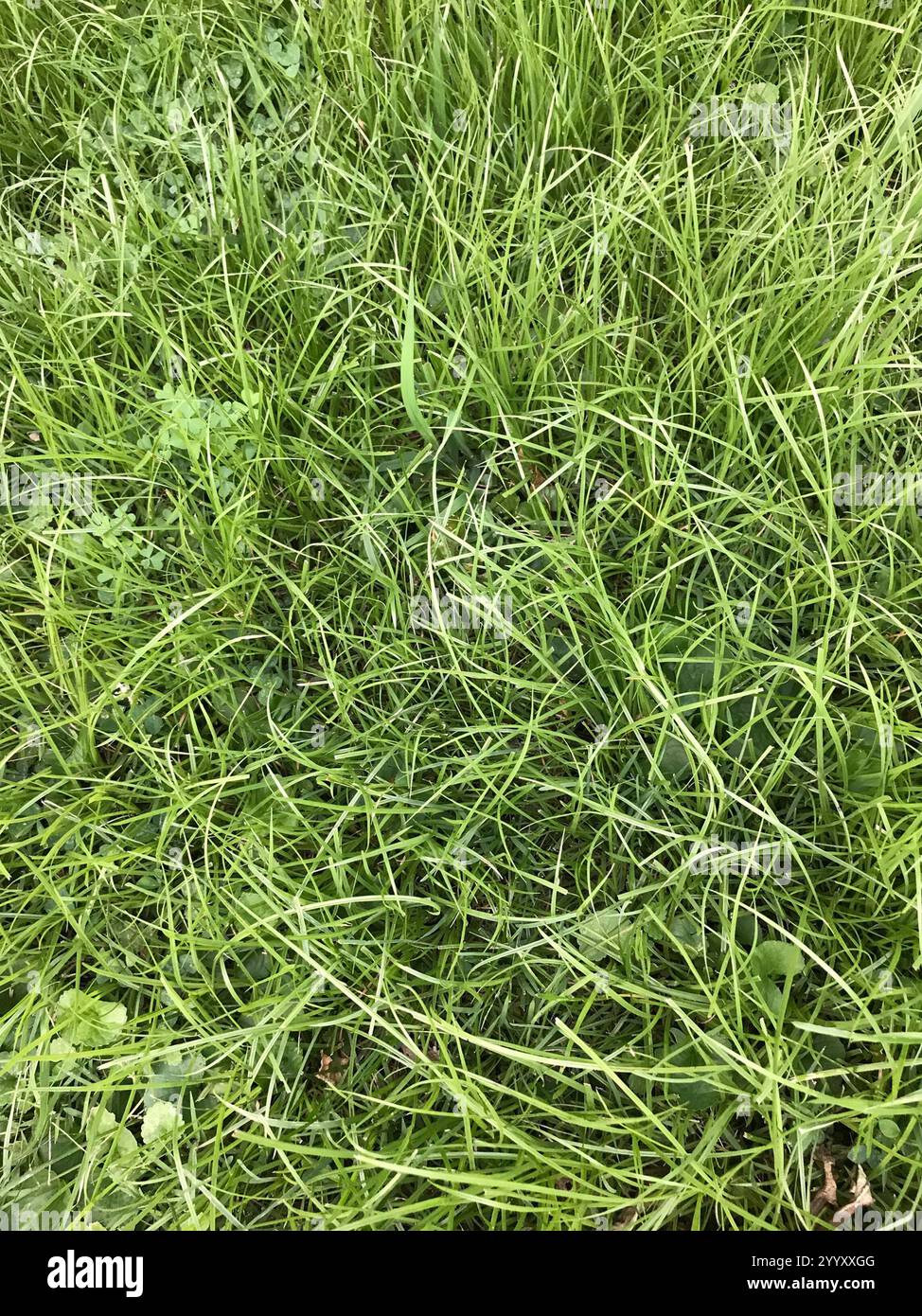 Bermuda grass (Cynodon dactylon Stock Photo - Alamy