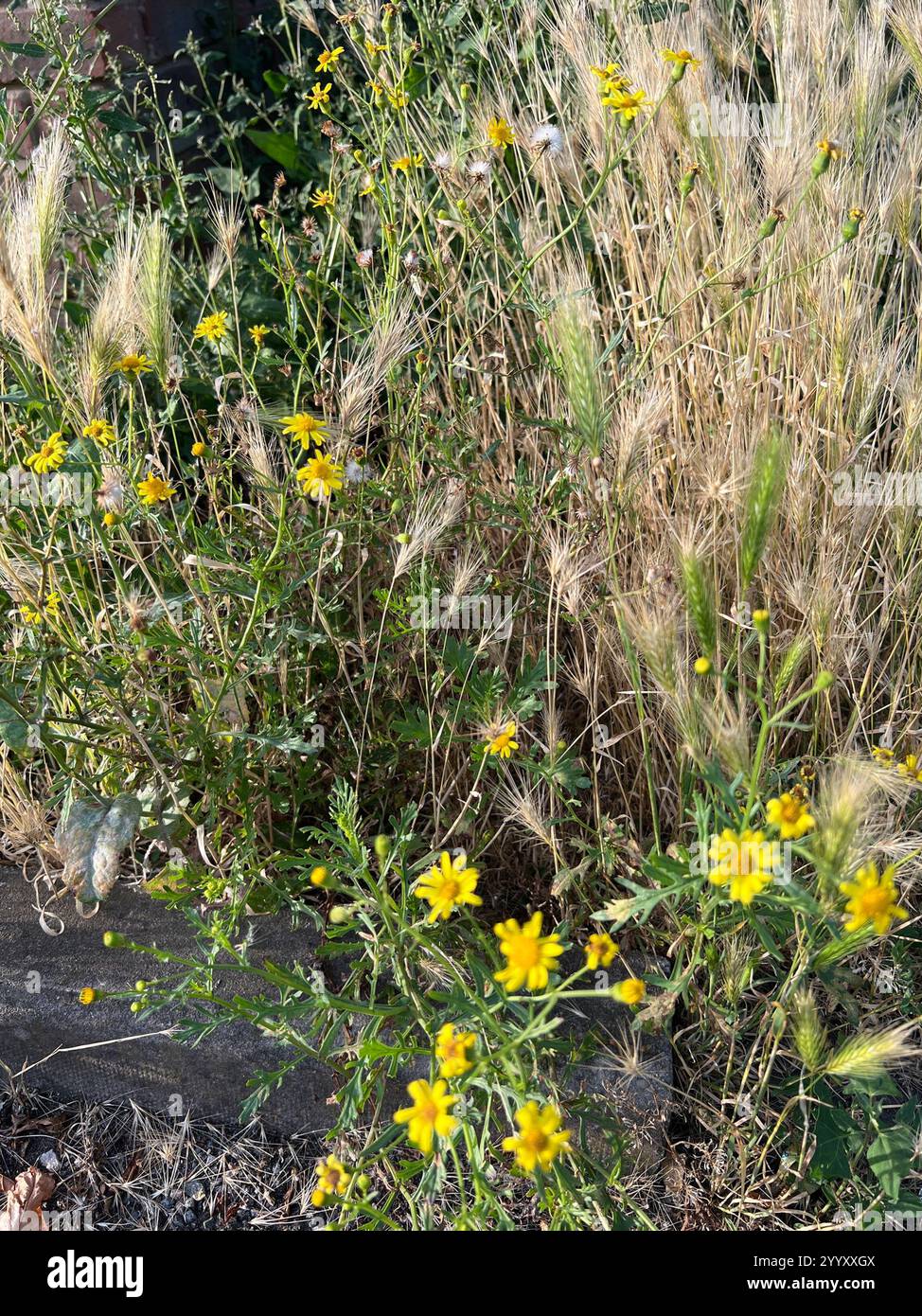 Corn Marigold (Glebionis segetum Stock Photo - Alamy
