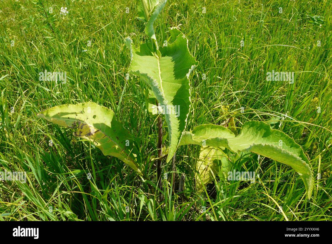 Elecampane (Inula helenium Stock Photo - Alamy