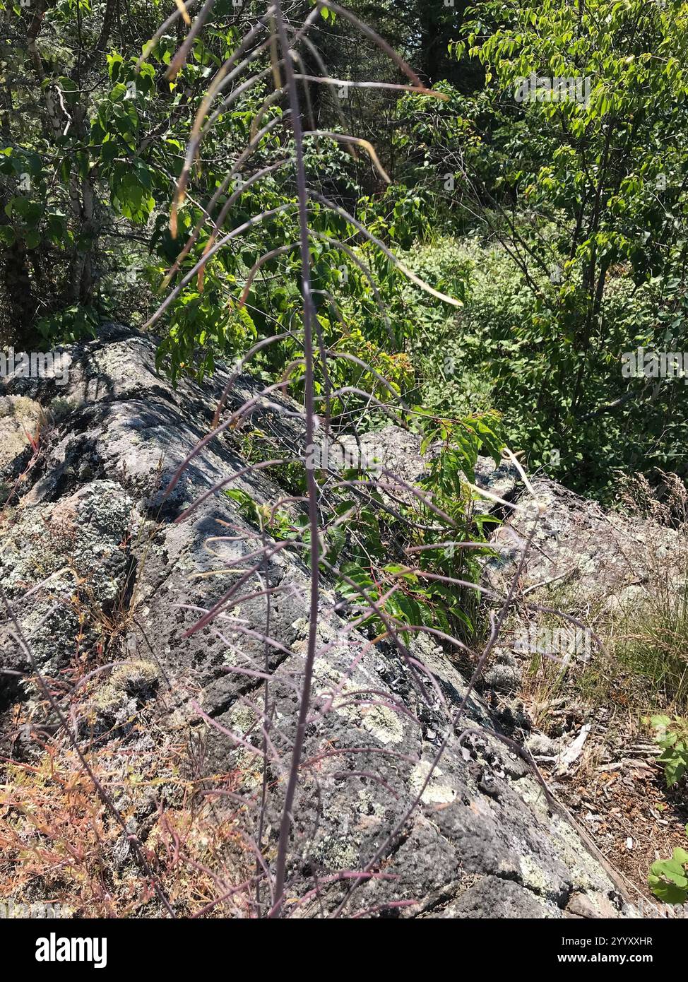 Graham's Rockcress (Boechera grahamii Stock Photo - Alamy