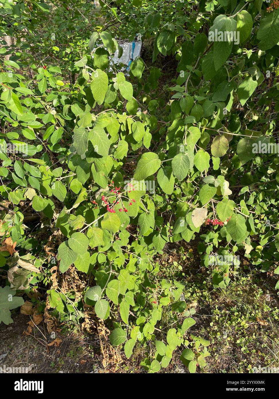 Wayfaring-tree (Viburnum lantana Stock Photo - Alamy