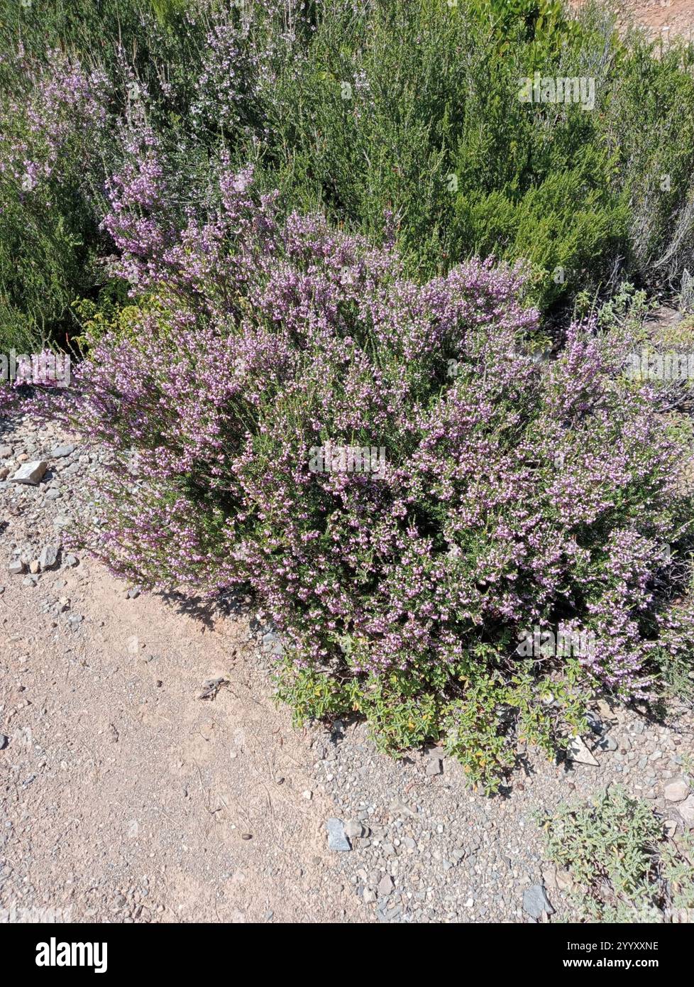 Autumn Heather (Erica manipuliflora Stock Photo - Alamy