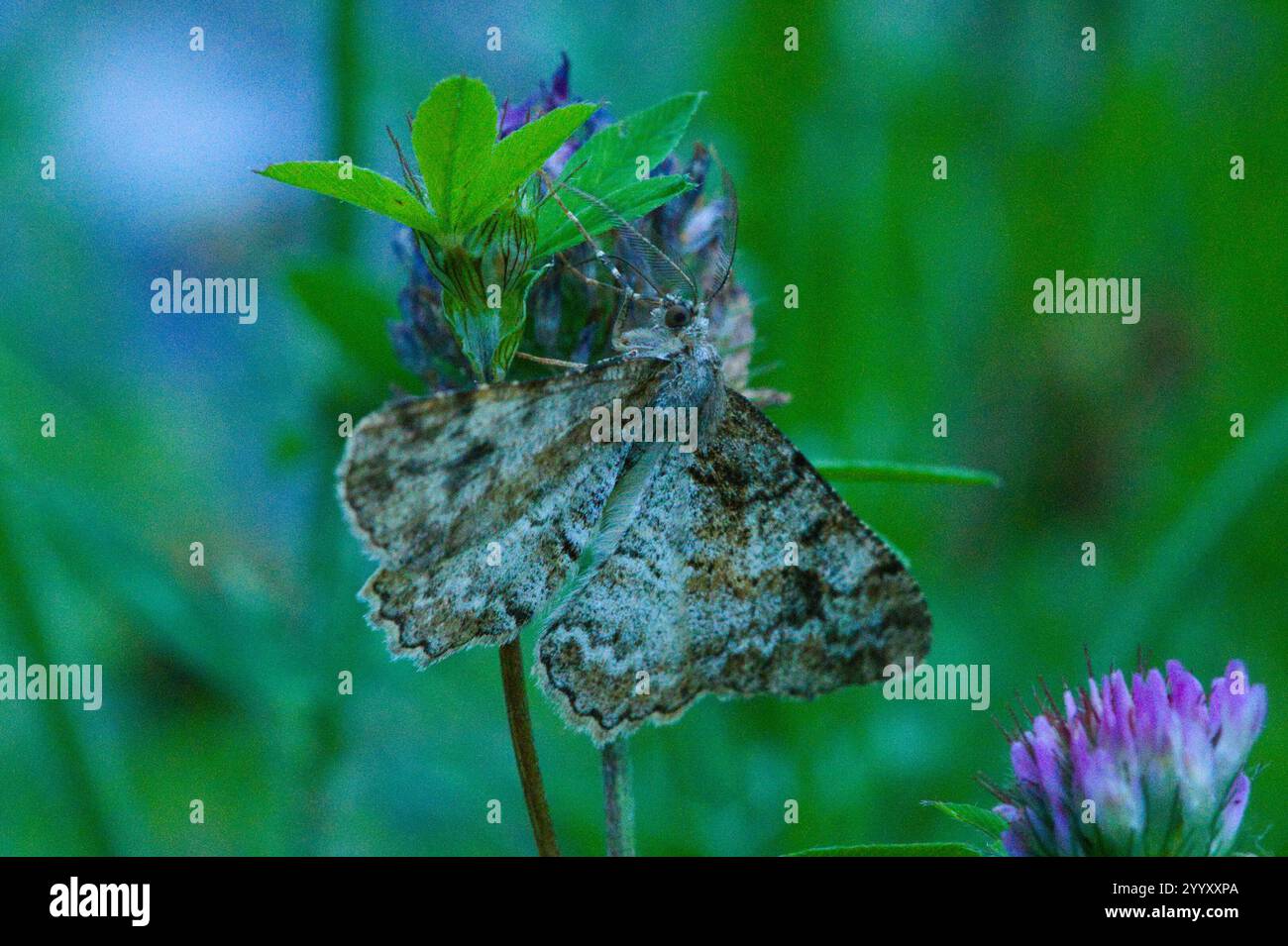 Mottled Beauty (Alcis repandata Stock Photo - Alamy