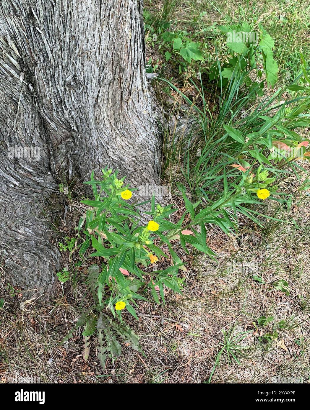 common evening-primrose (Oenothera biennis Stock Photo - Alamy