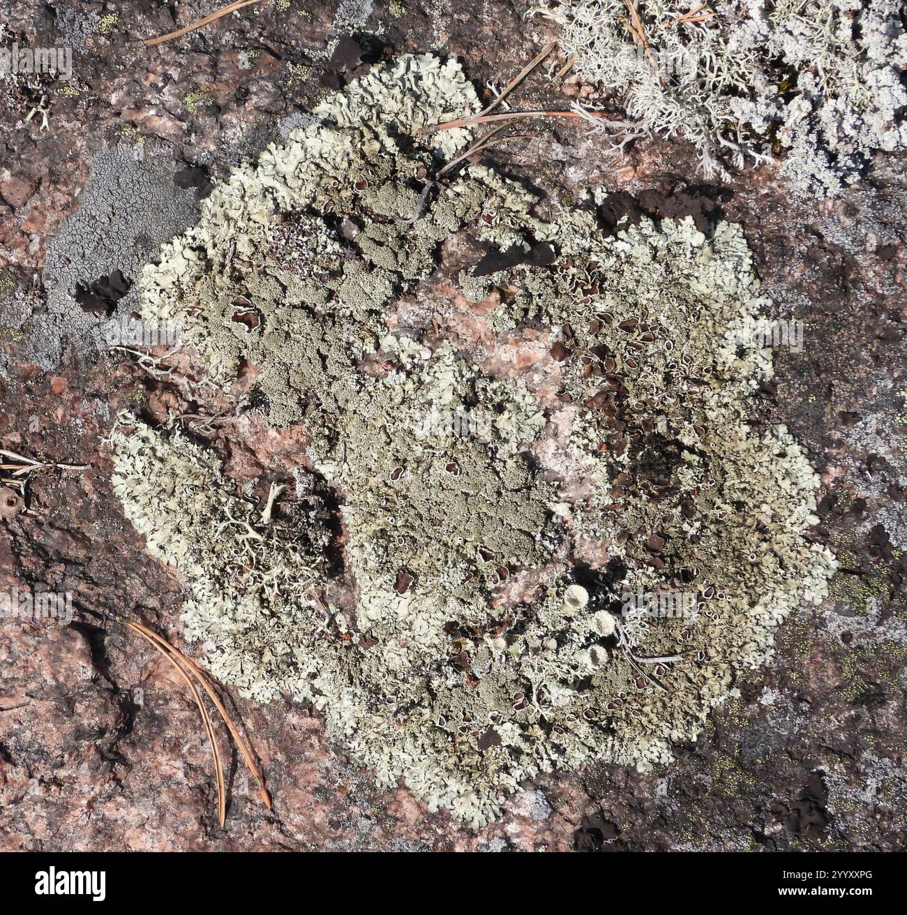 Peppered Rock-shield (Xanthoparmelia conspersa Stock Photo - Alamy