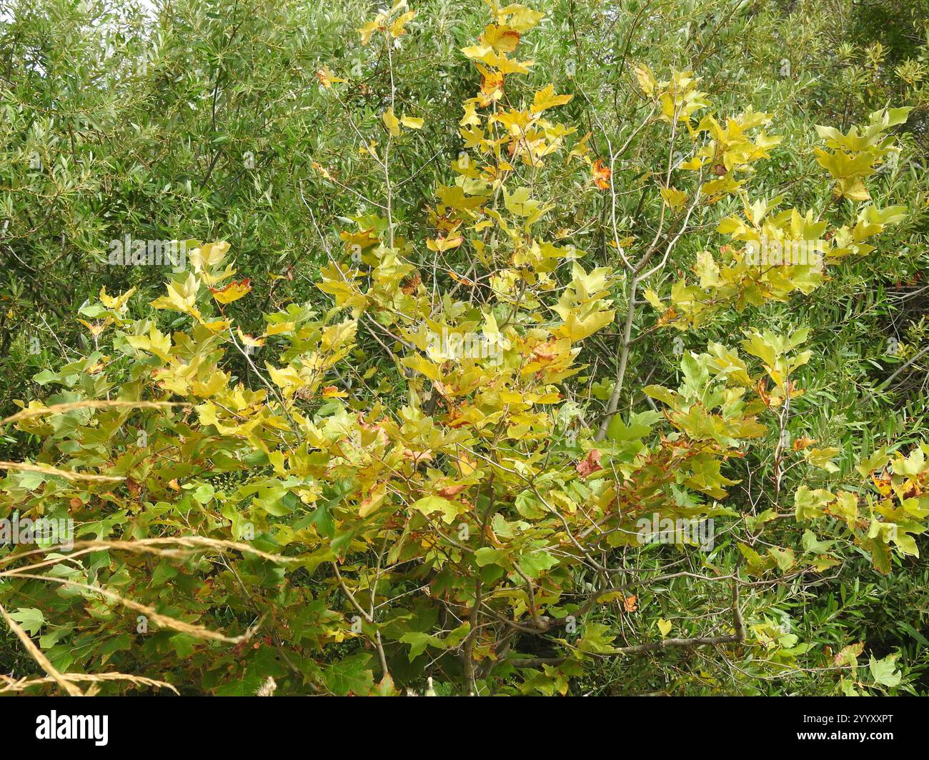 western sycamore (Platanus racemosa Stock Photo - Alamy