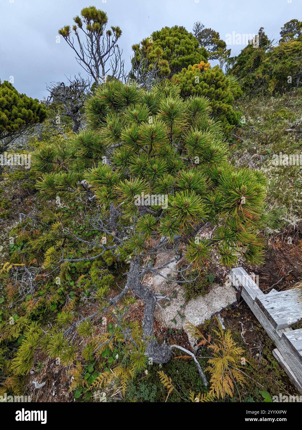 Western Gall Rust (Cronartium harknessii Stock Photo - Alamy