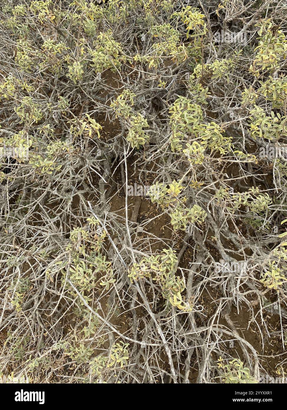 Cleomella arborea hi-res stock photography and images - Alamy