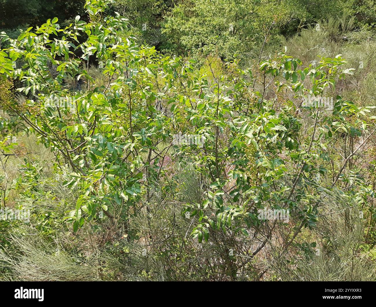 terebinth (Pistacia terebinthus Stock Photo - Alamy