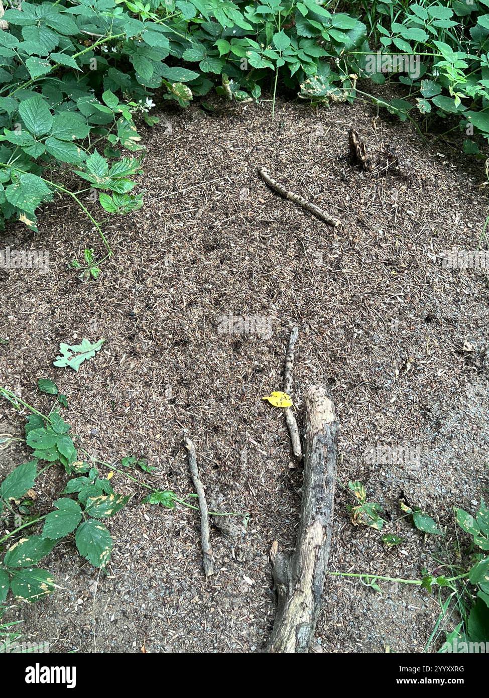 Wood, Mound, and Field Ants (Formica Stock Photo - Alamy