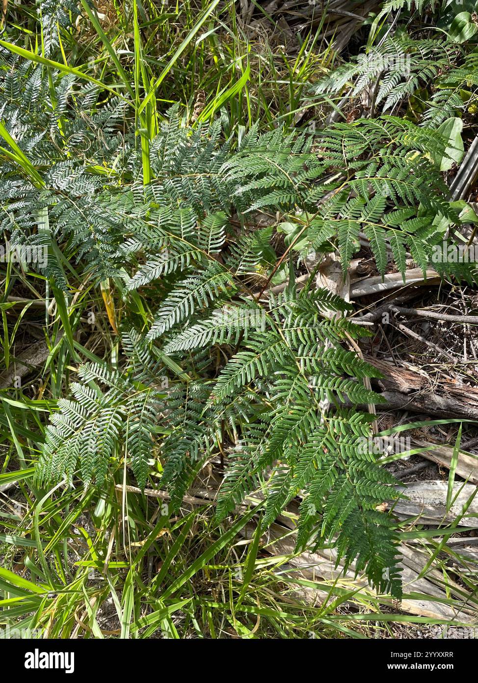 Austral Bracken (Pteridium esculentum Stock Photo - Alamy
