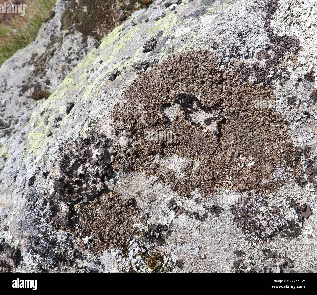 Blistered Camouflage Lichen (Xanthoparmelia loxodes Stock Photo - Alamy