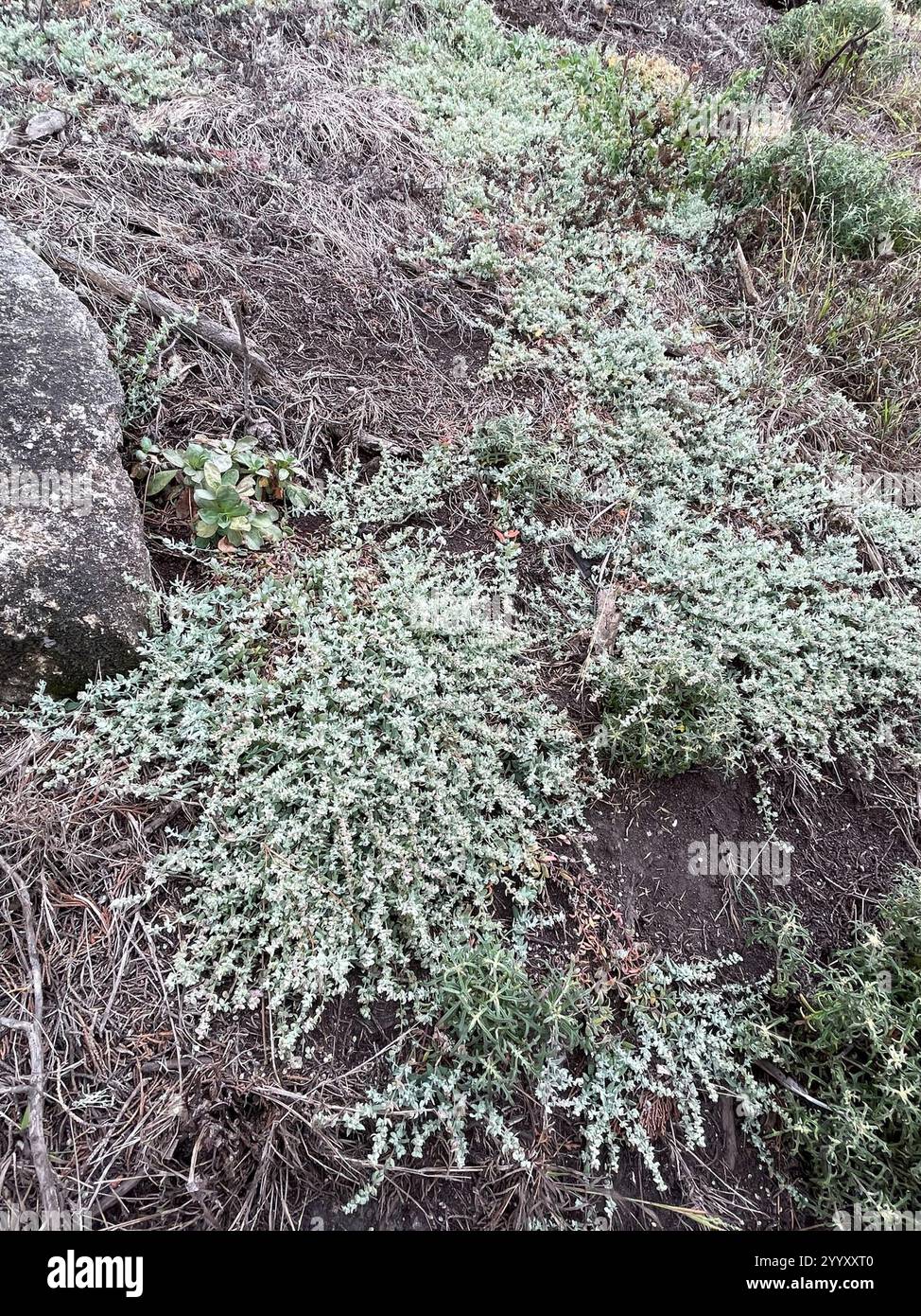 California orache (Extriplex californica Stock Photo - Alamy