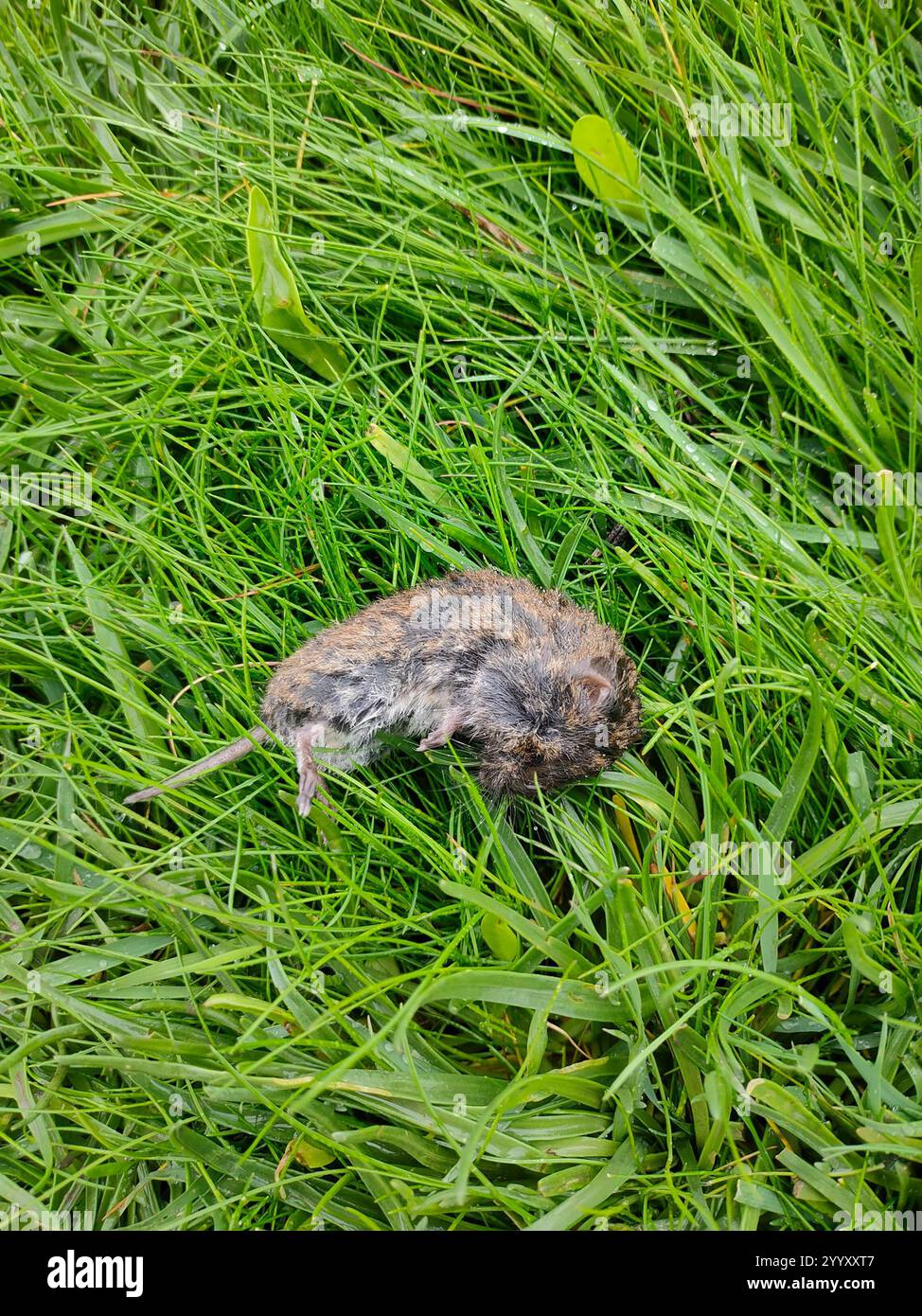 Field Vole (Microtus agrestis Stock Photo - Alamy
