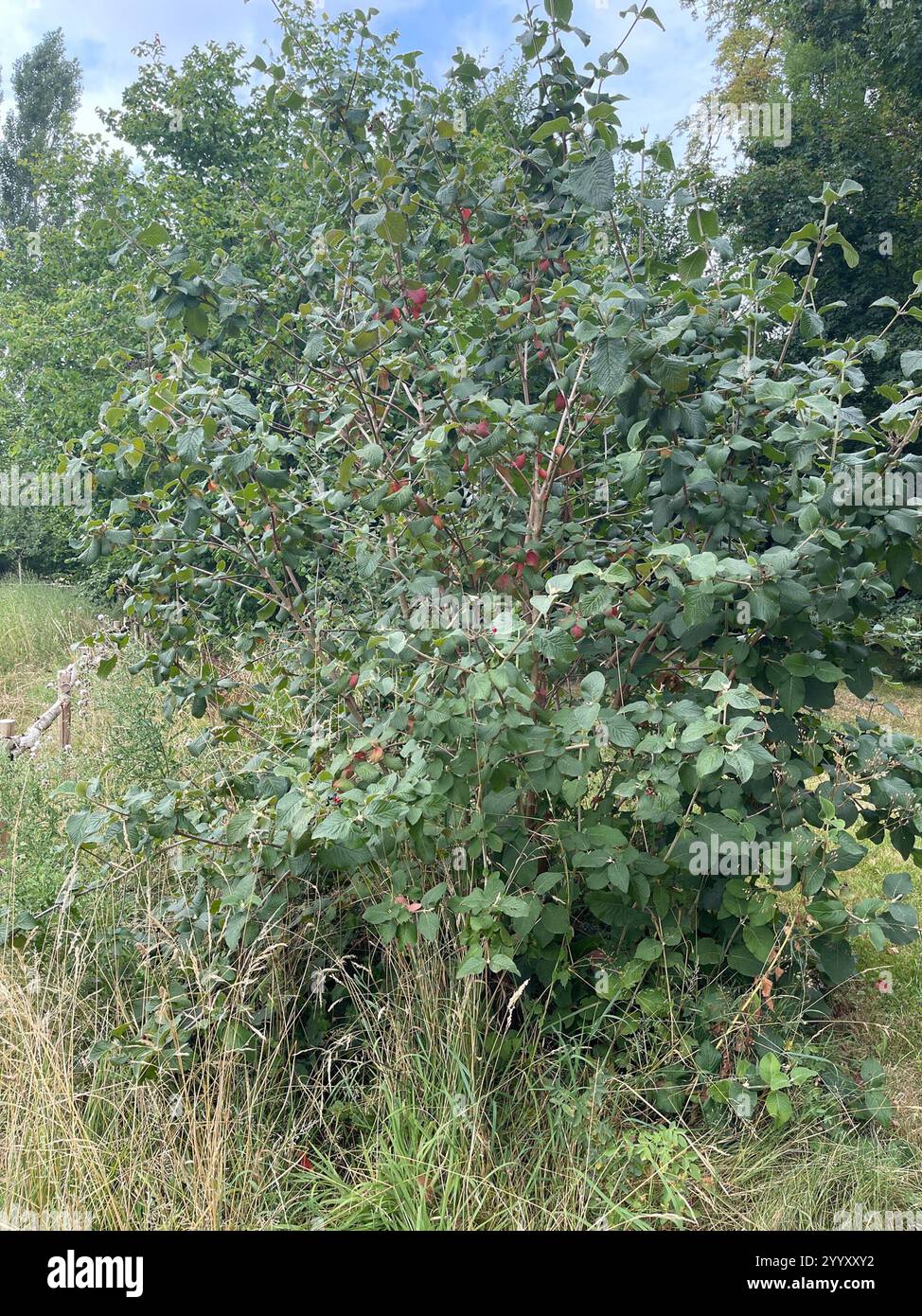 Wayfaring-tree (Viburnum lantana Stock Photo - Alamy