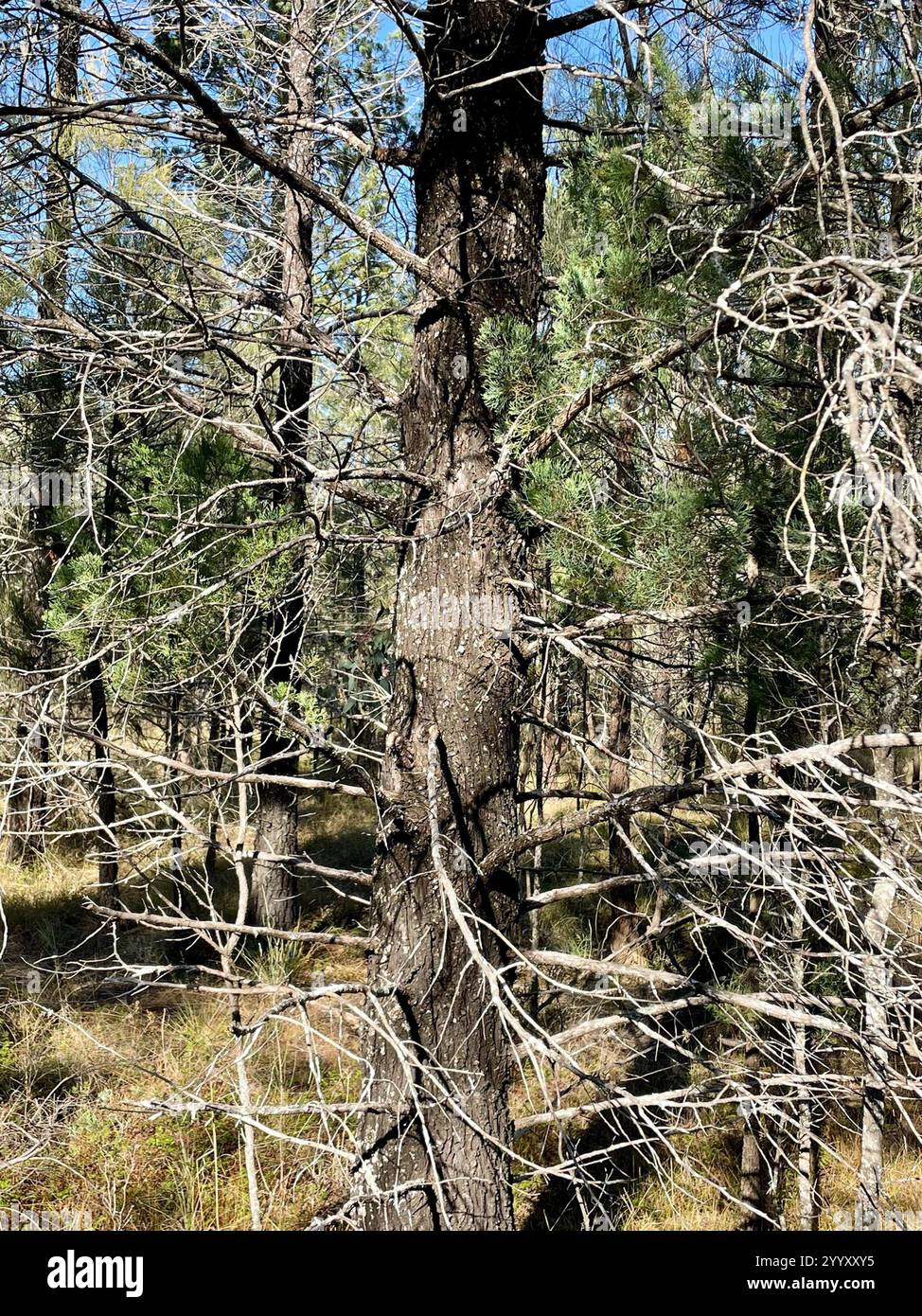 black cypress-pine (Callitris endlicheri Stock Photo - Alamy