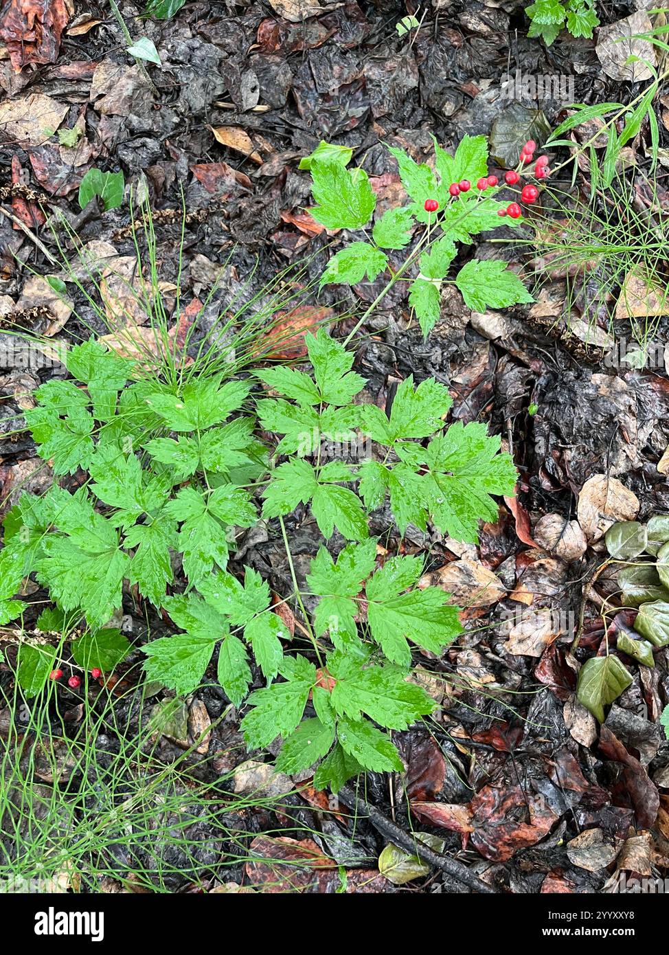 red baneberry (Actaea rubra Stock Photo - Alamy