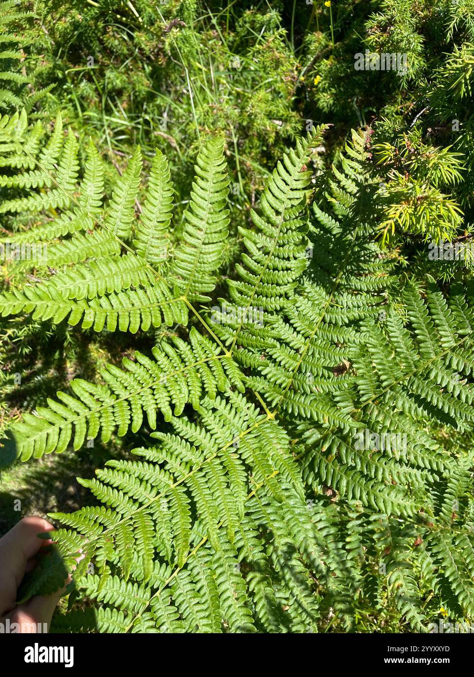 common bracken (Pteridium aquilinum Stock Photo - Alamy