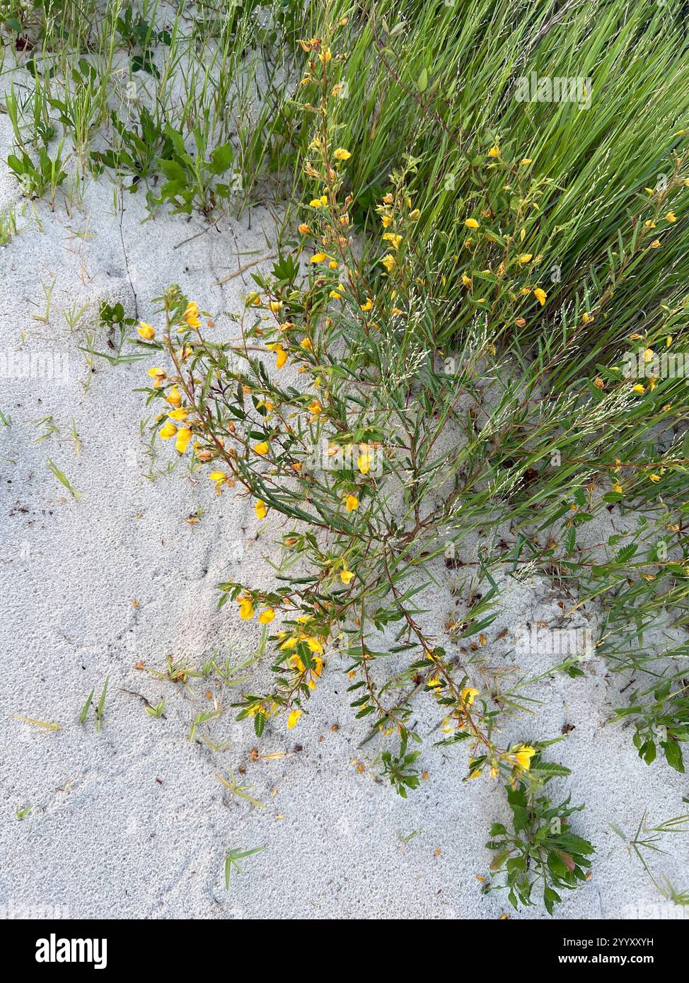 Common Partridge Pea (Chamaecrista fasciculata fasciculata Stock Photo ...