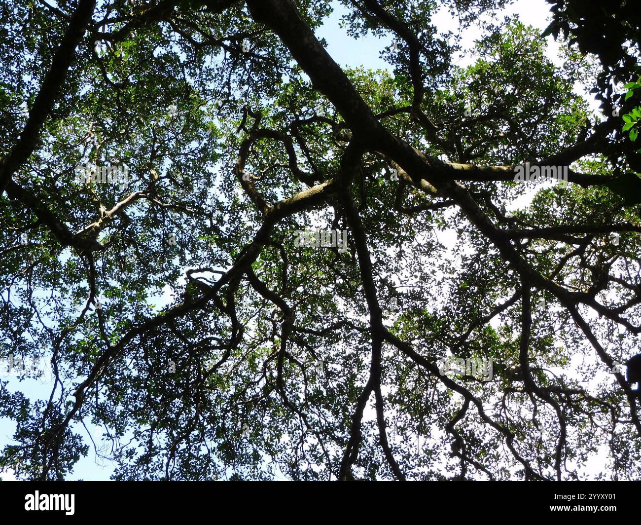 mulberry and fig family (Moraceae Stock Photo - Alamy