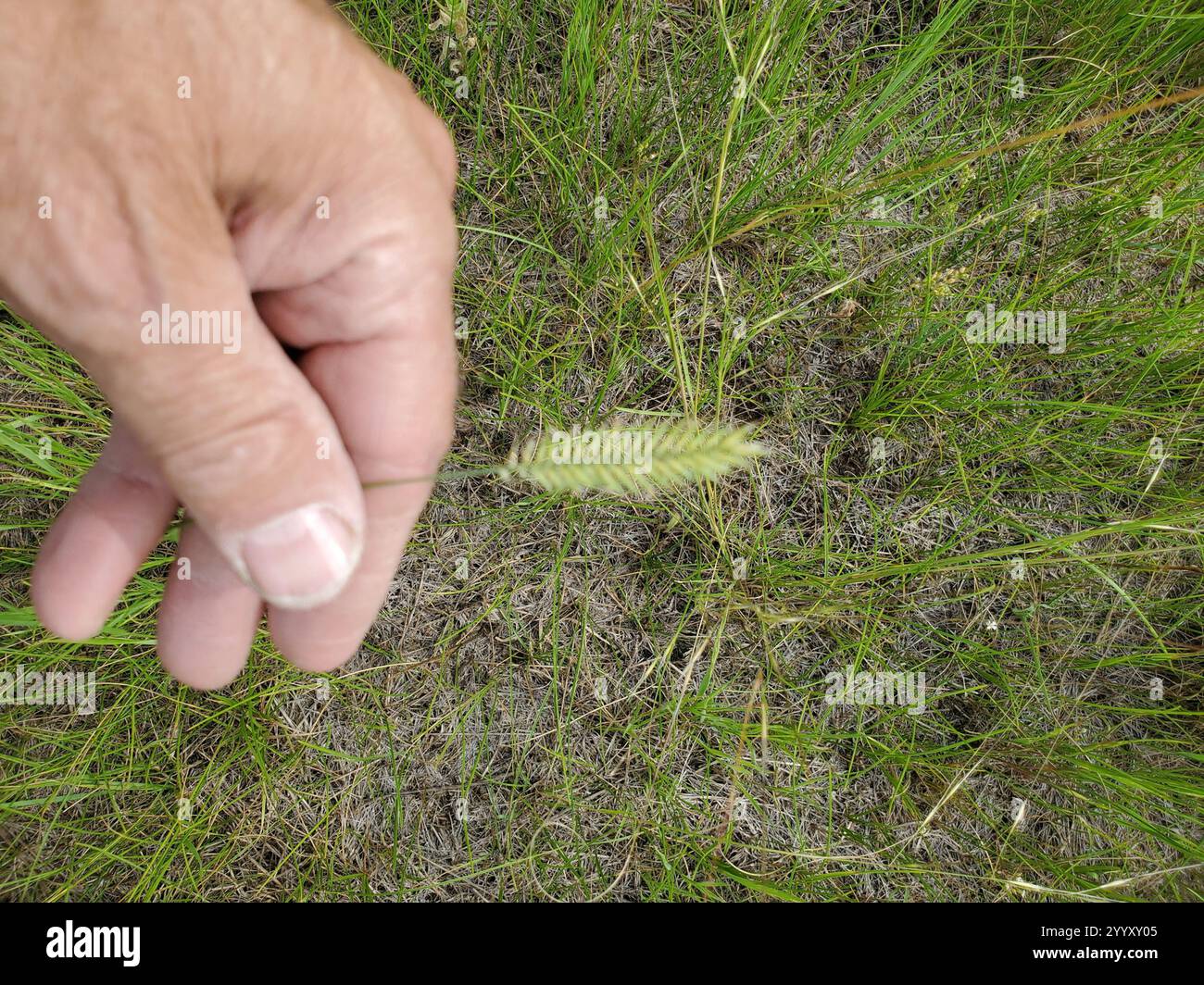 Crested Wheatgrass (Agropyron cristatum Stock Photo - Alamy