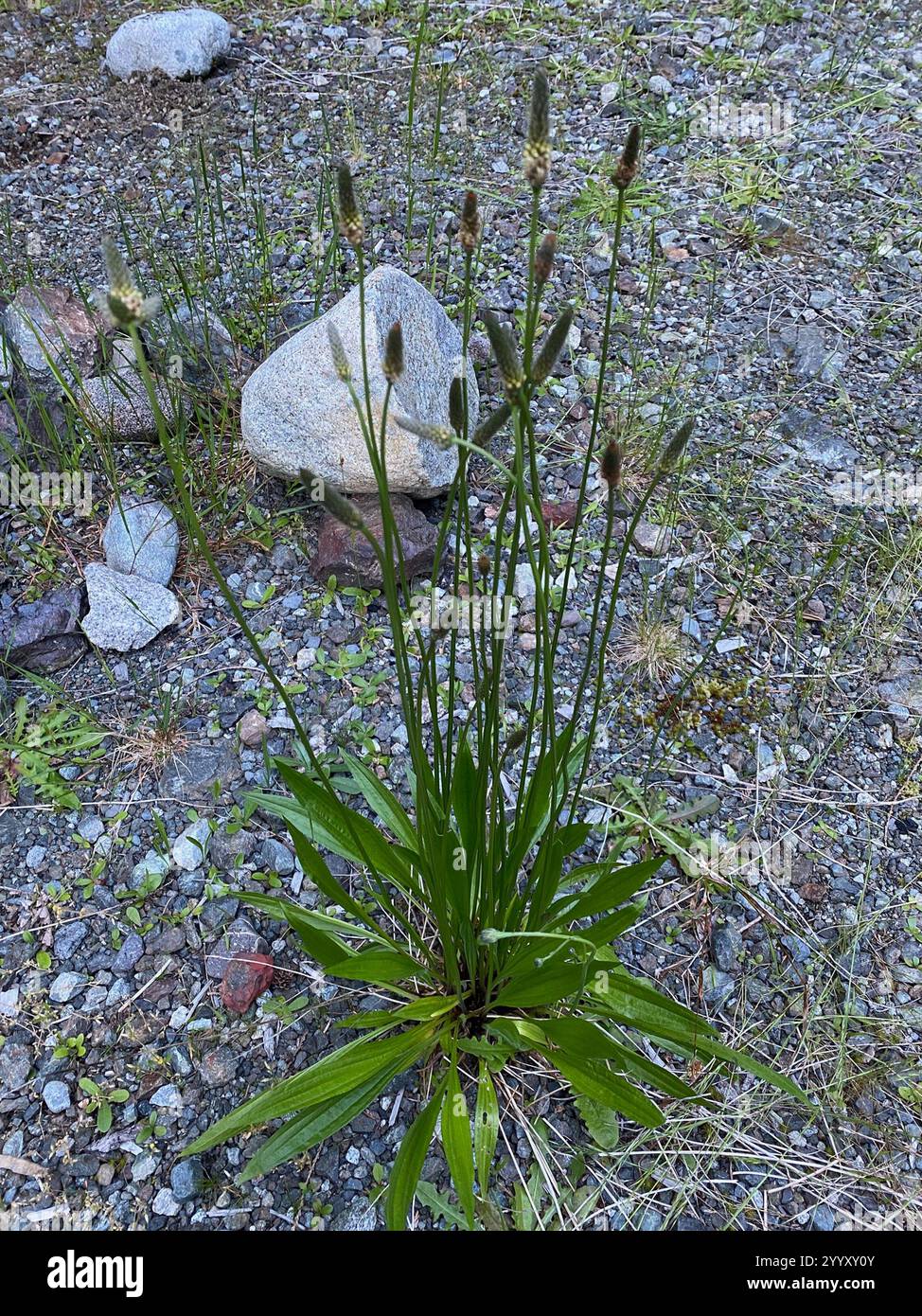 ribwort plantain (Plantago lanceolata Stock Photo - Alamy