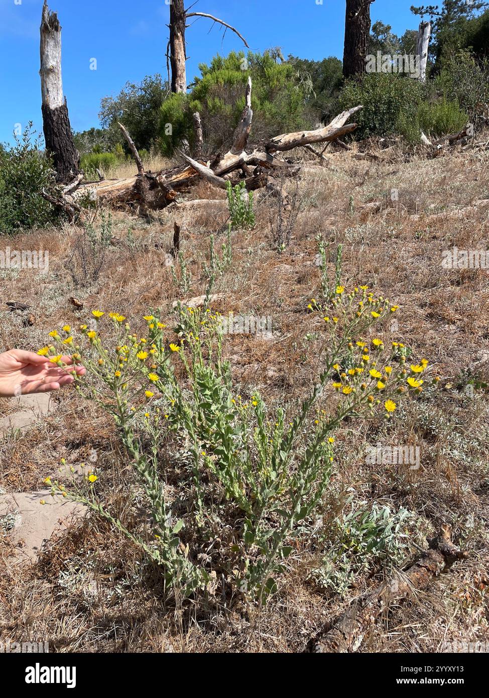 Telegraphweed (Heterotheca grandiflora Stock Photo - Alamy